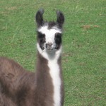 FAQs – Carlson's Llovable Llamas