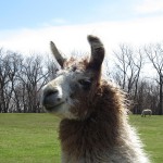 FAQs – Carlson's Llovable Llamas