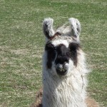 FAQs – Carlson's Llovable Llamas